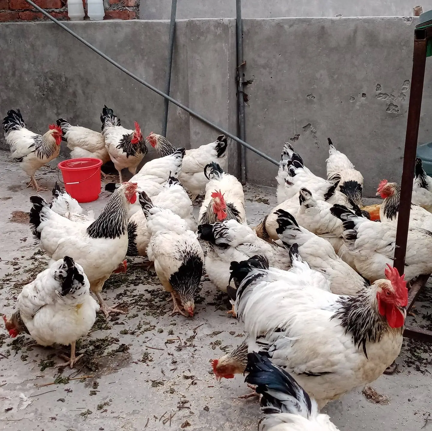 Chick House Farm Lahore - Get Locations
